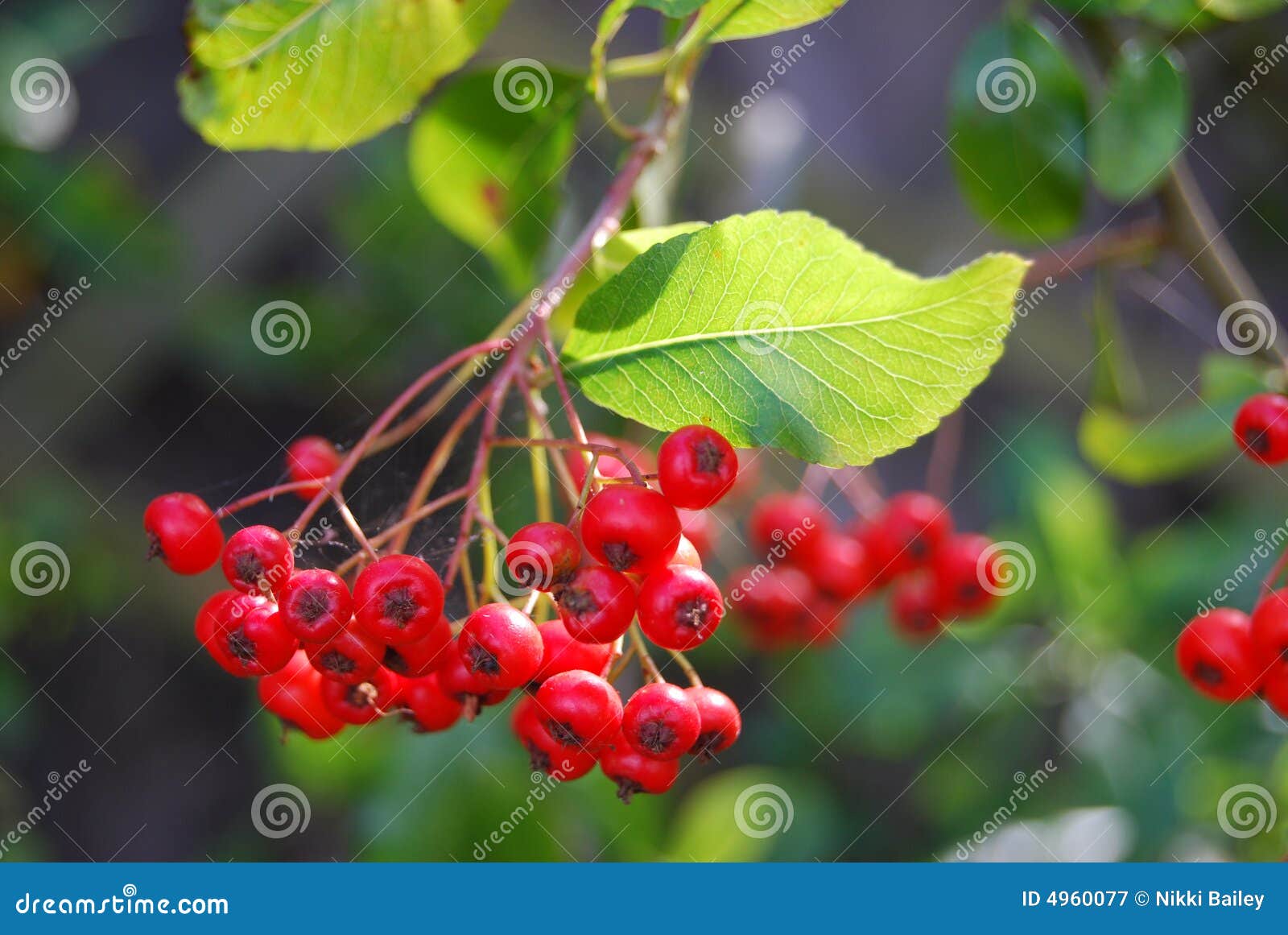 Bunch of berries stock image. Image of nature, fruit, leaves - 4960077