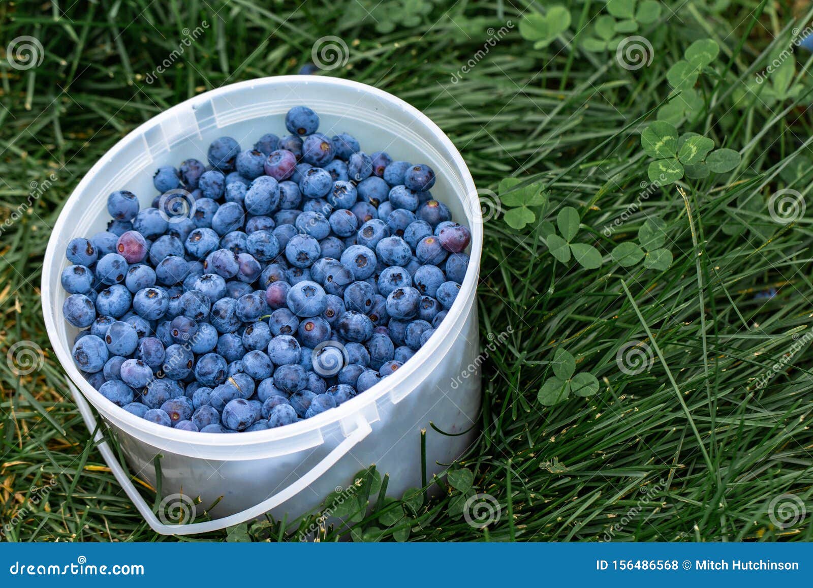 Bunch of Berries in a Bucket on Grass Stock Photo - Image of growth ...