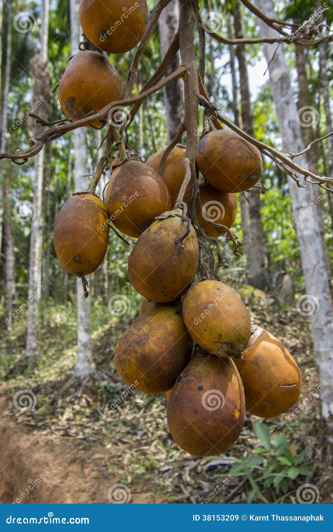 A Bunch of Betel Nut and Betel Nut Palm Trees Stock Image - Image of ...