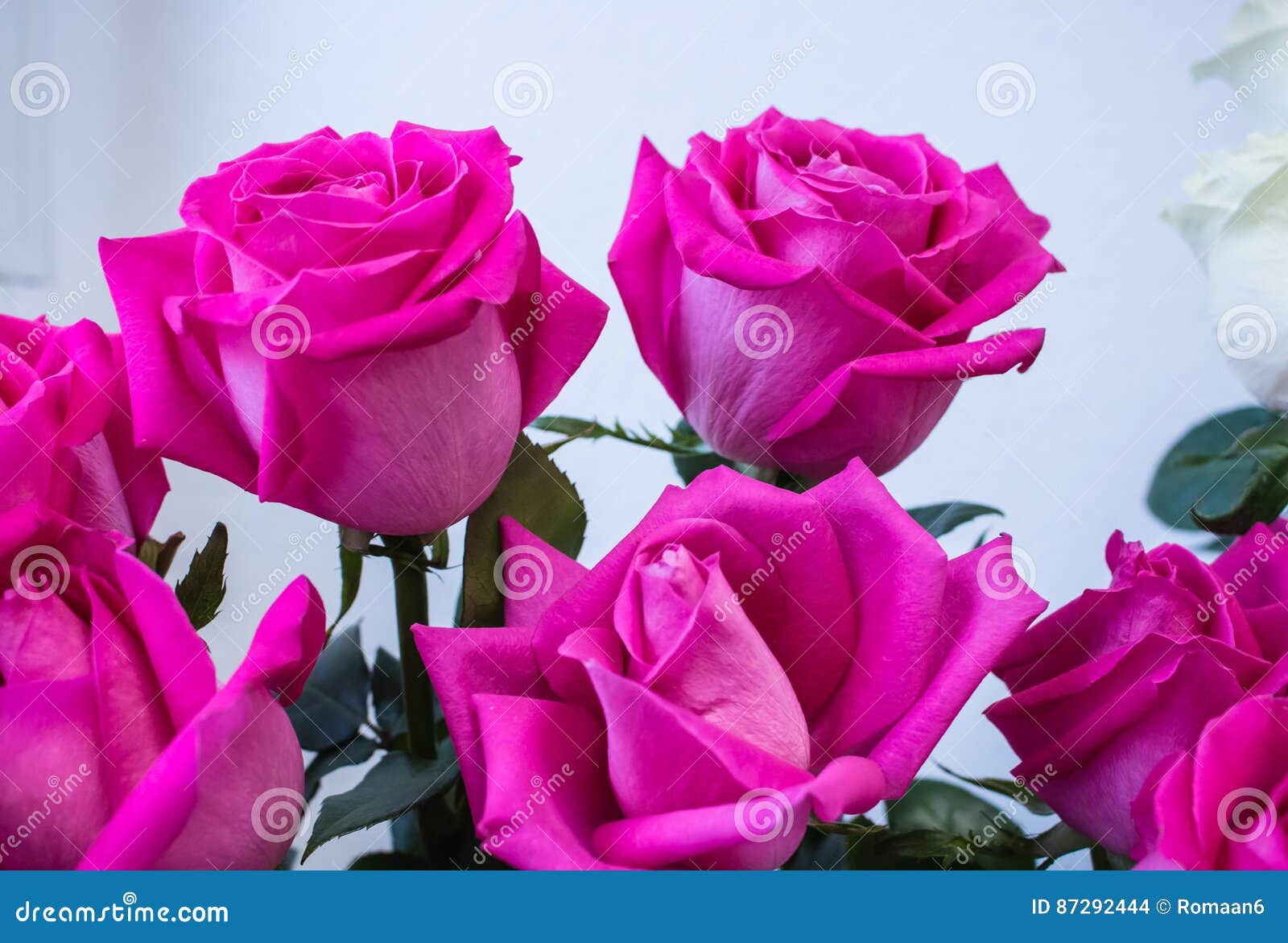 Bunch of big pink rose stock photo. Image of bridal, card - 87292444