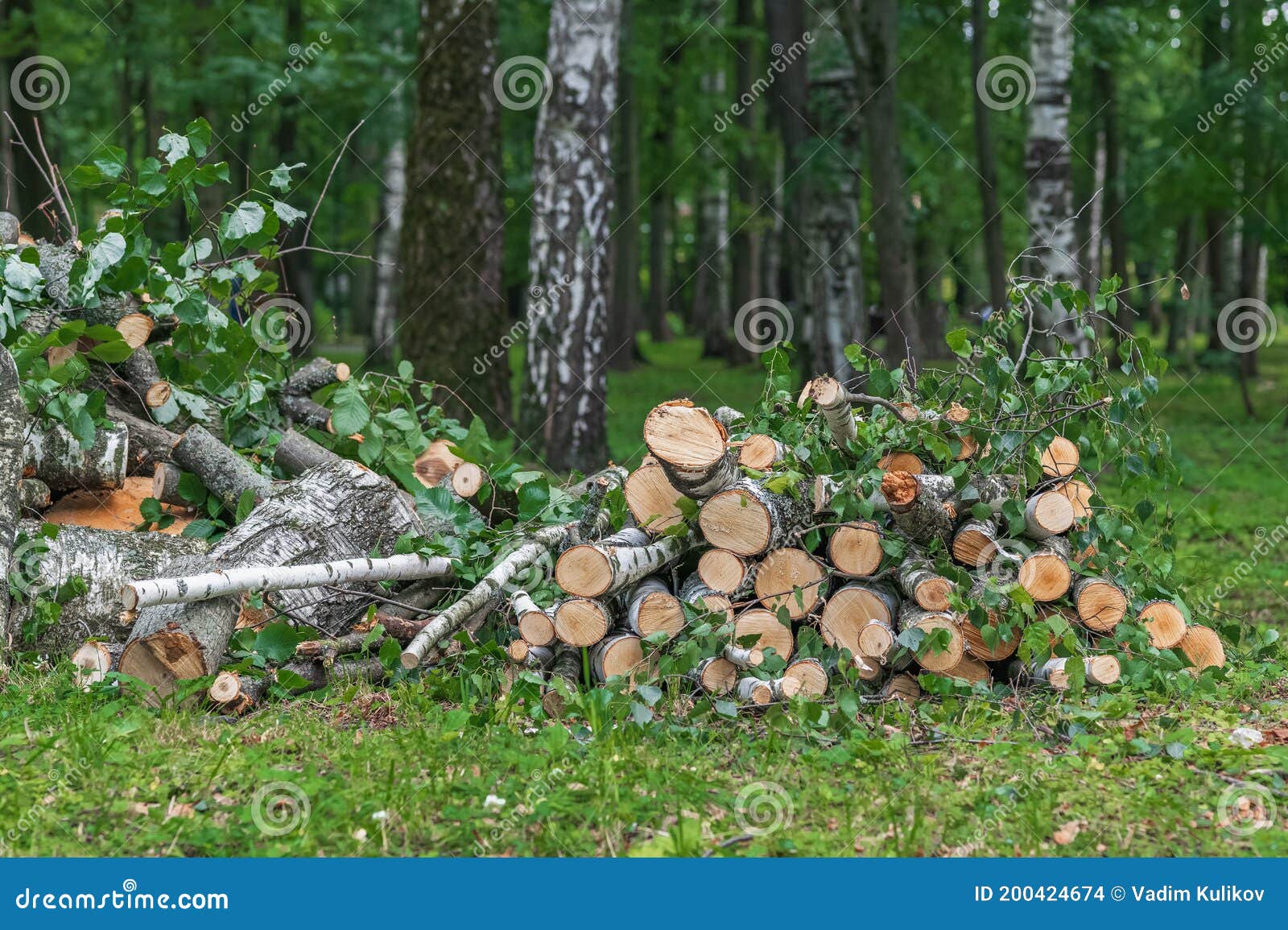 A Bunch of Birch Chocks. Timber Cutting Stock Photo - Image of round ...