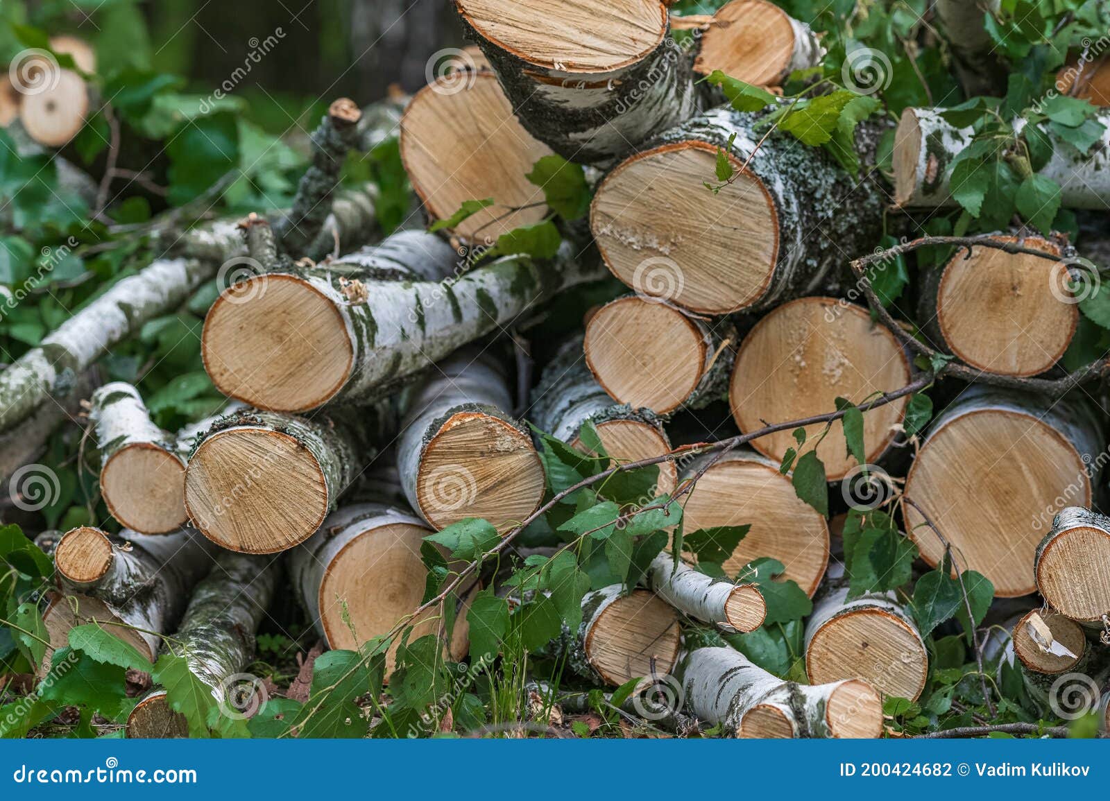 A Bunch of Birch Chocks. Timber Cutting Stock Photo - Image of closeup ...