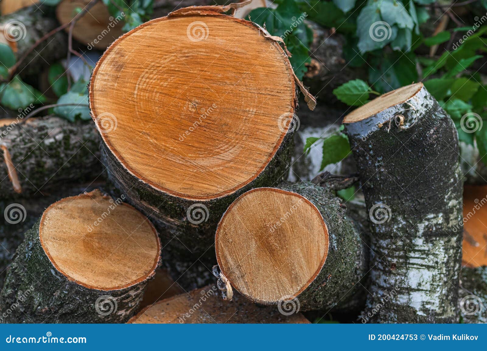 A Bunch of Birch Chocks. Timber Cutting Stock Image - Image of energy ...
