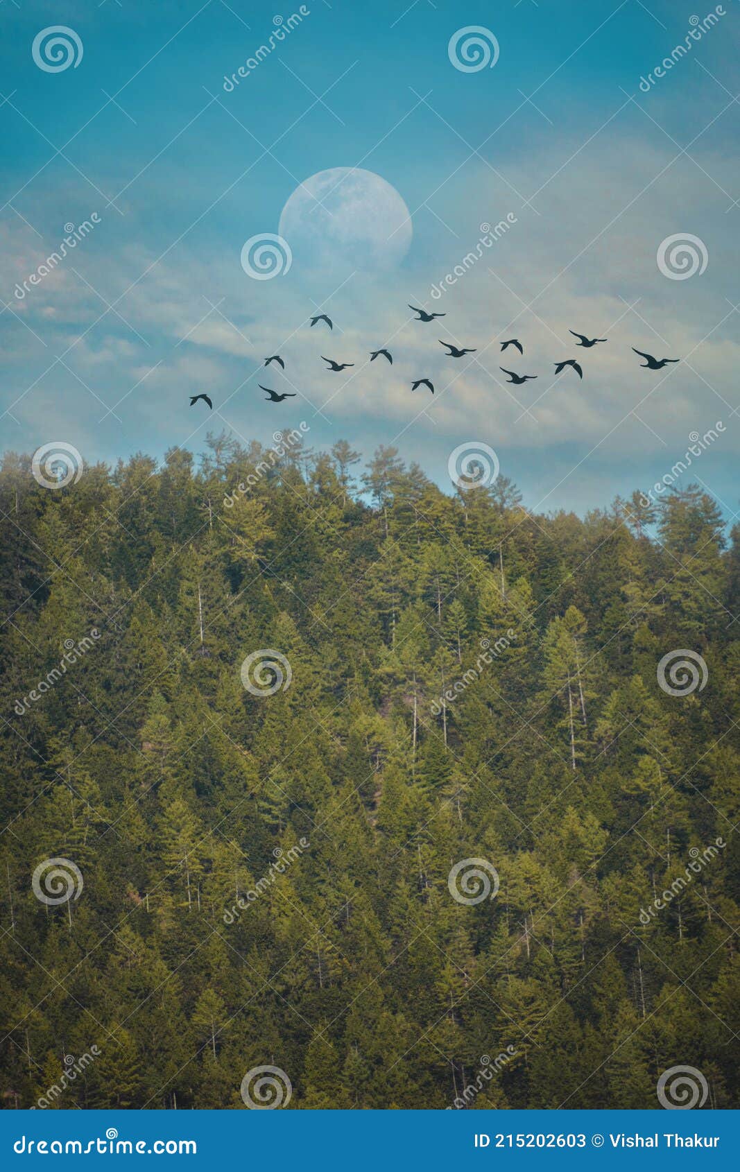 Bunch of Birds Flying Over the Green Pine Trees Forest Under Beautiful ...