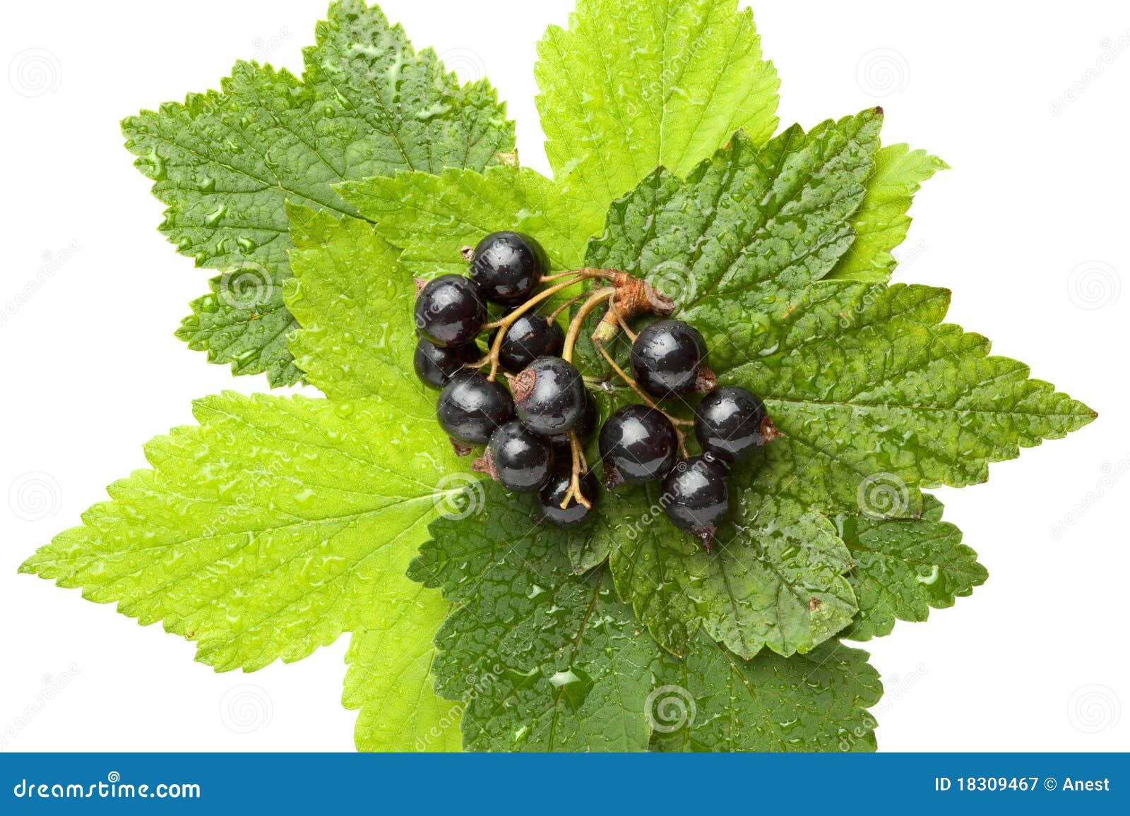 Bunch of Black Currant on Leaves Stock Image - Image of freshness, food ...