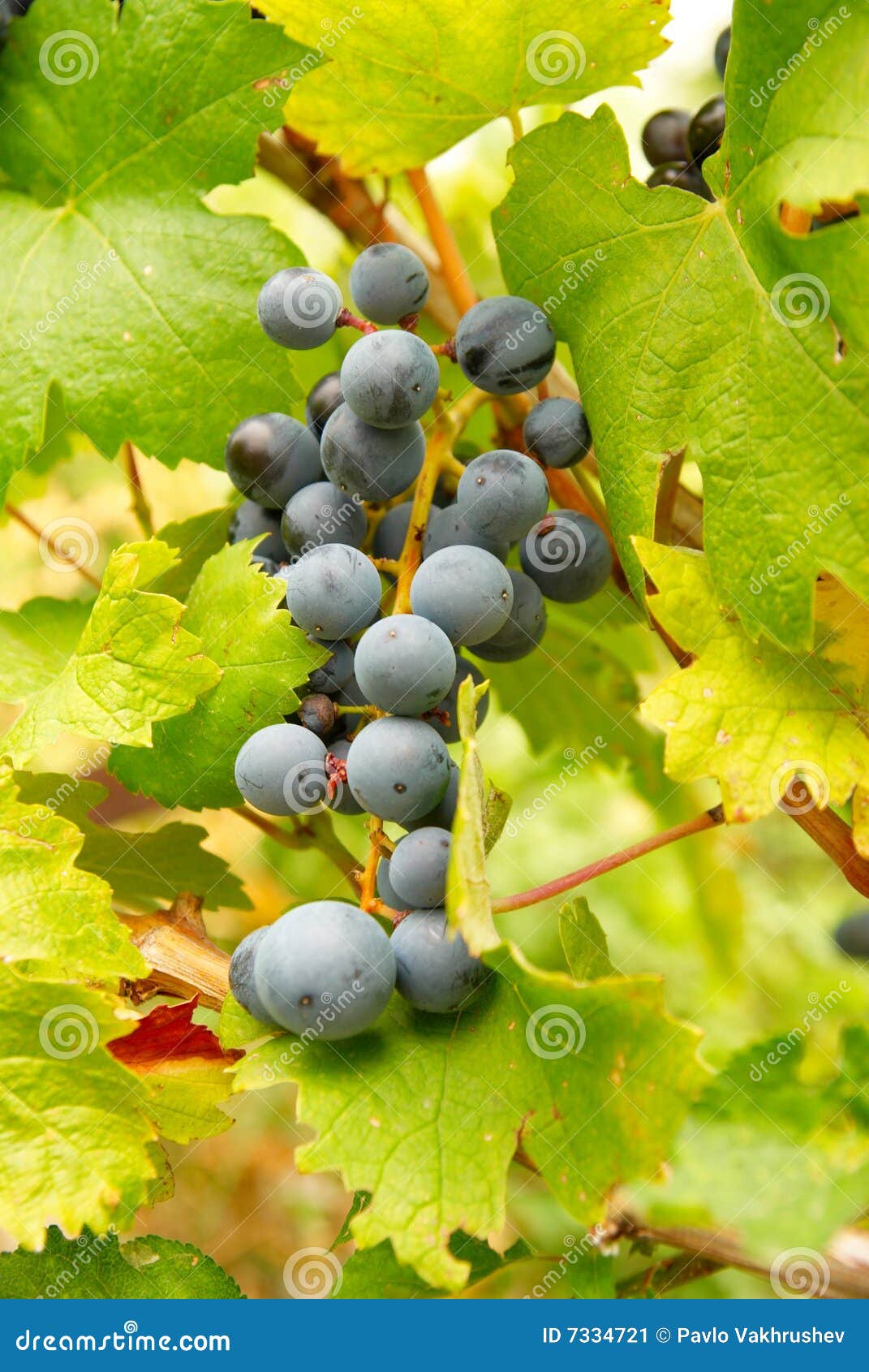 Bunch of black grapes. stock image. Image of germany, blue - 7334721