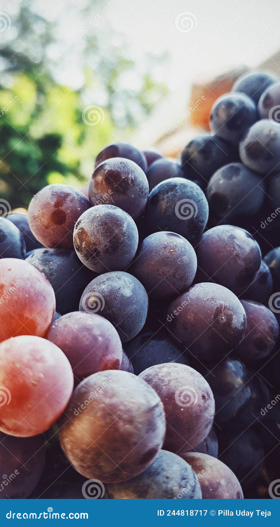 Bunch of Black Grapes in Basket Stock Image - Image of vegetable ...