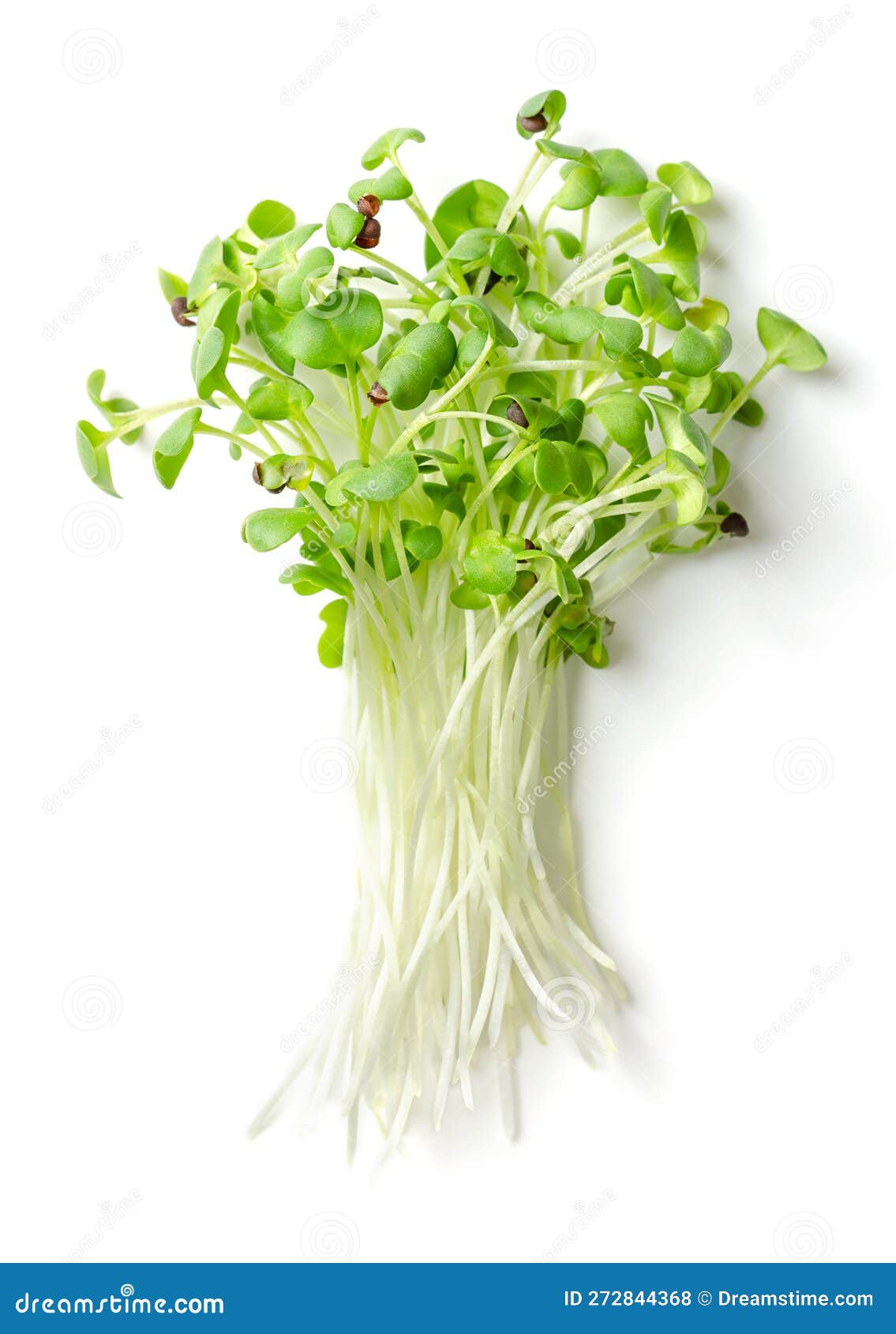 Mustard Microgreens Closeup Stock Photography | CartoonDealer.com ...