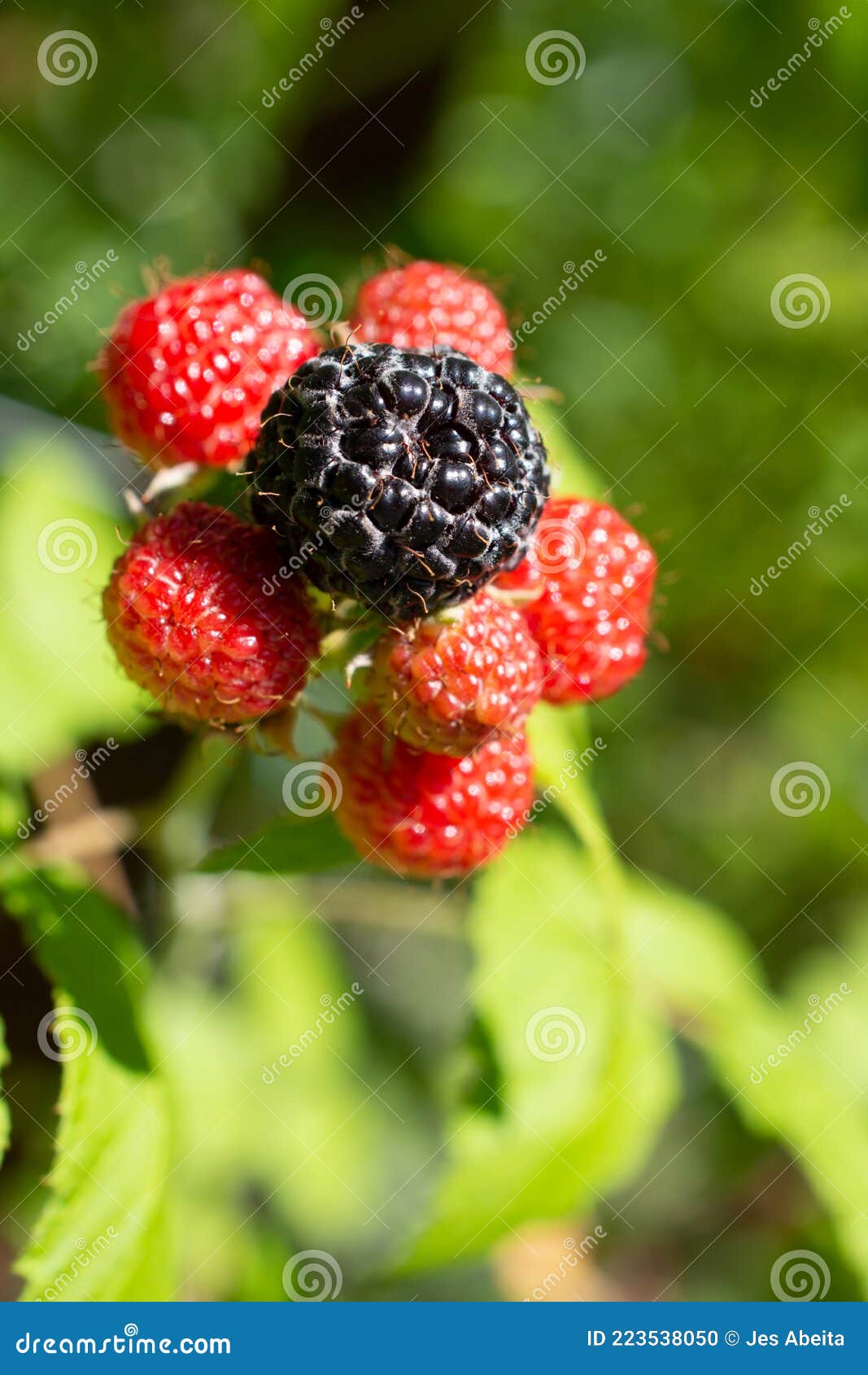 Cannabis Bush Black Background Stock Photos - Free & Royalty-Free Stock ...