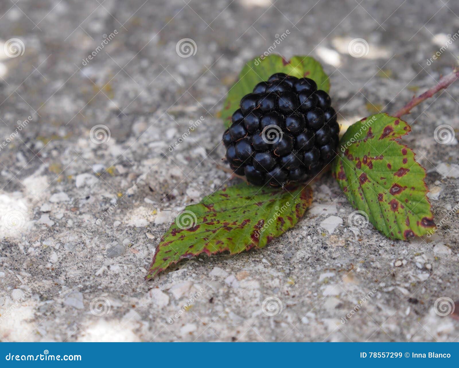 Bunch of Black and Red Dewberries Stock Image - Image of gourmet ...