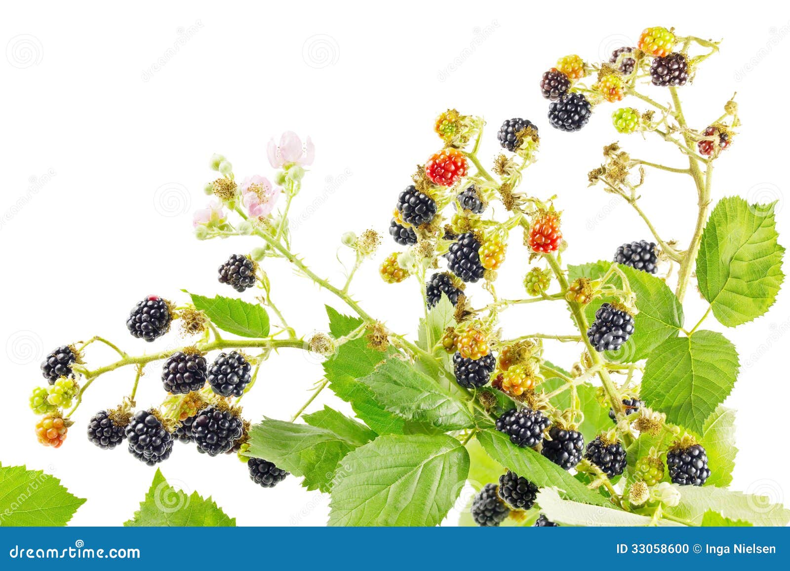 Bunch of Blackberry Branches Stock Photo - Image of blackberries ...