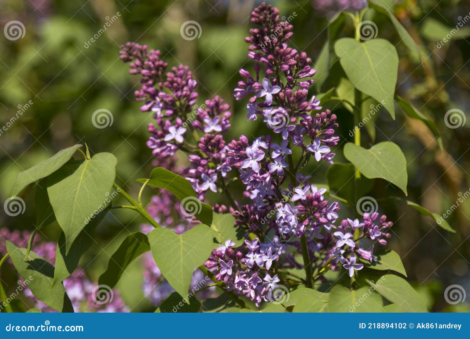 A Bunch of Blooming Lilacs in Early Spring in May Stock Photo - Image ...