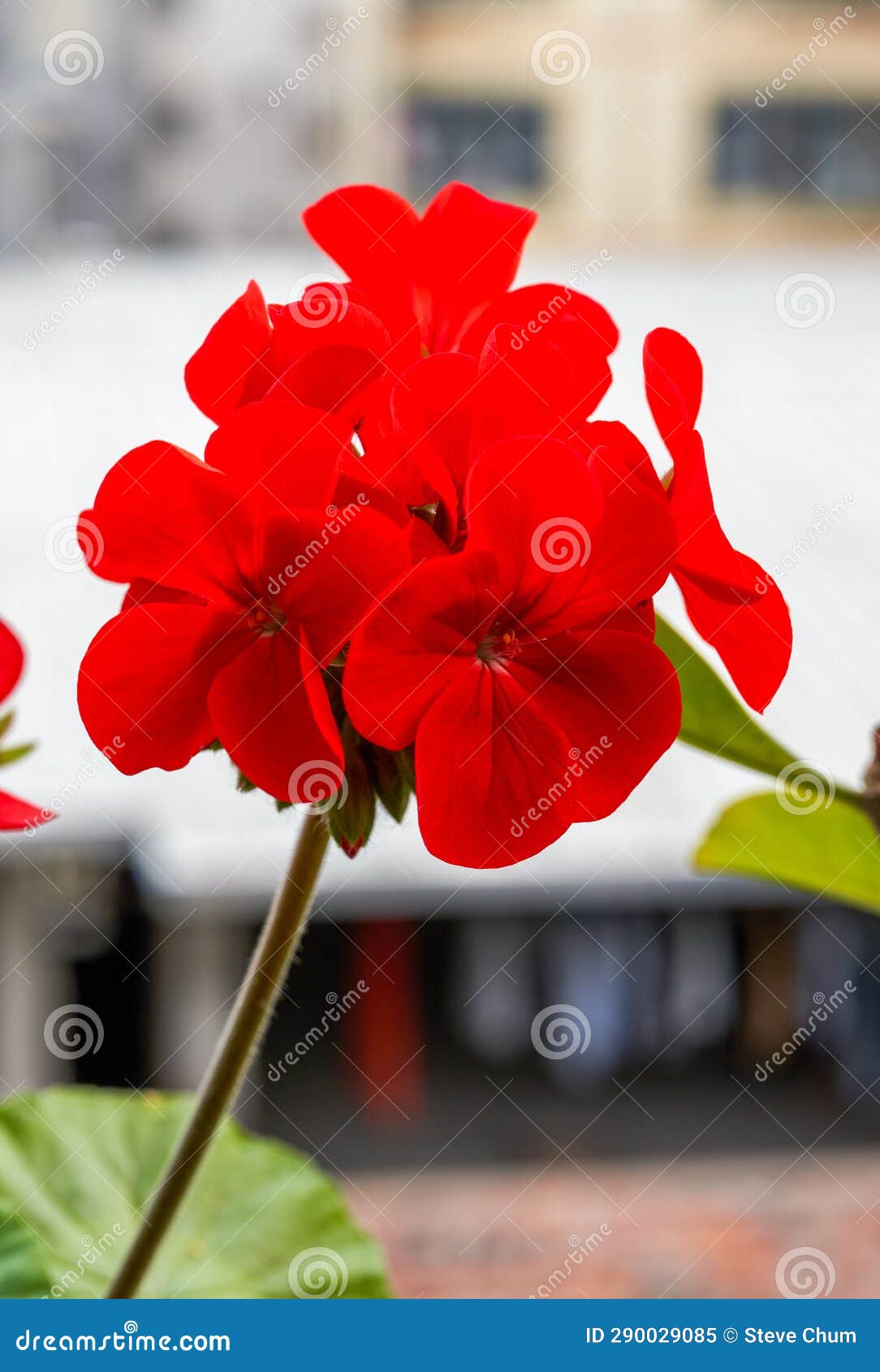 A Bunch of Blooming Red Geranium Flowers Stock Image - Image of flowers ...