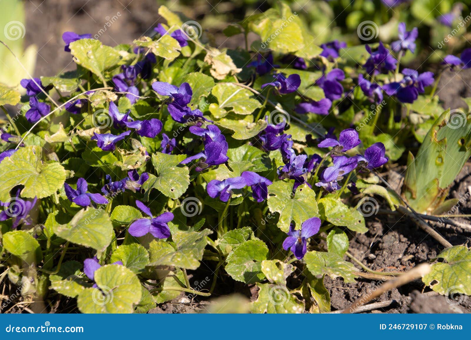 Bunch of Blooming Violets, Also Called Viola Odorata or Veilchen Stock ...