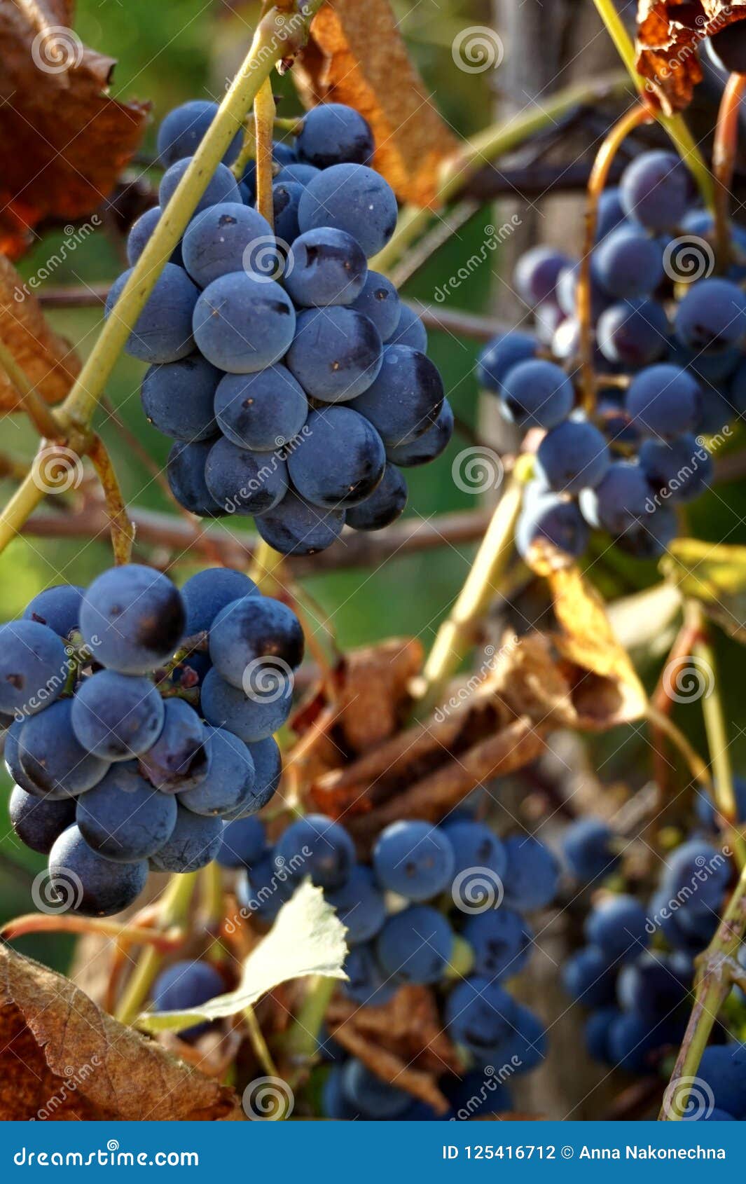 A Bunch of Blue Grape Varieties `Vinchik` on a Branch Stock Photo ...