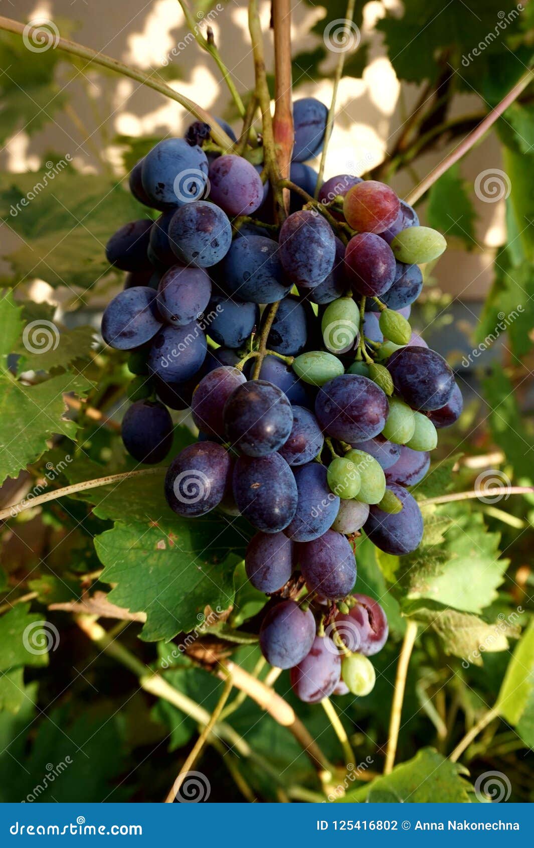 A Bunch of Blue Grape Varieties `Vinchik` on a Branch Stock Photo ...