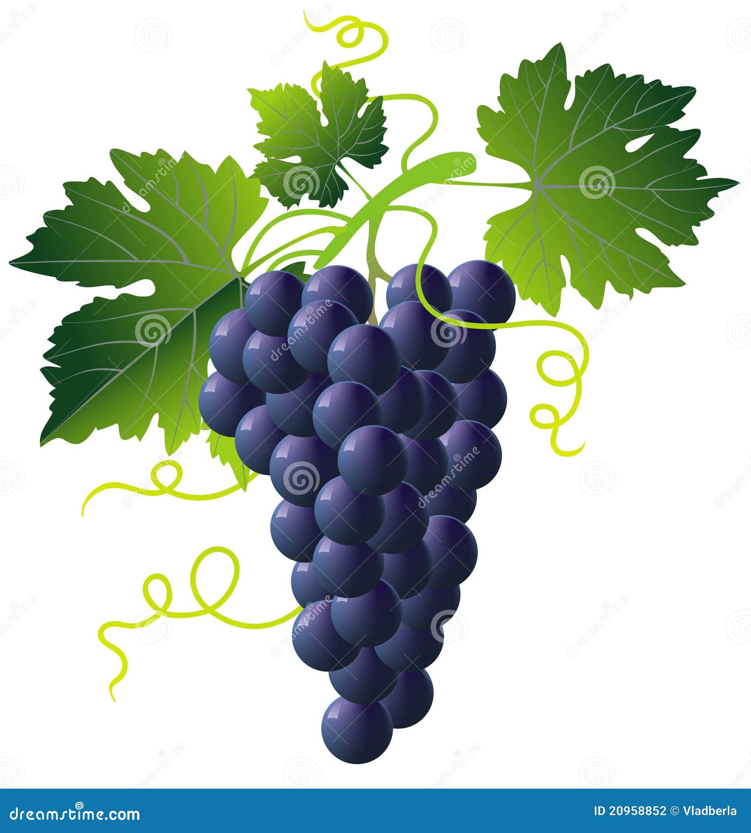 Bunch of blue grapes stock vector. Illustration of drink - 20958852