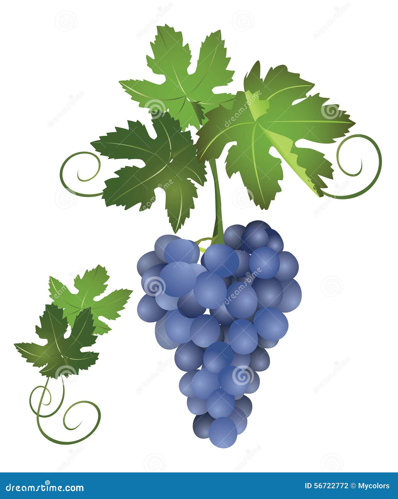 A Bunch of Vector Blue Grapes Stock Vector - Illustration of blue ...