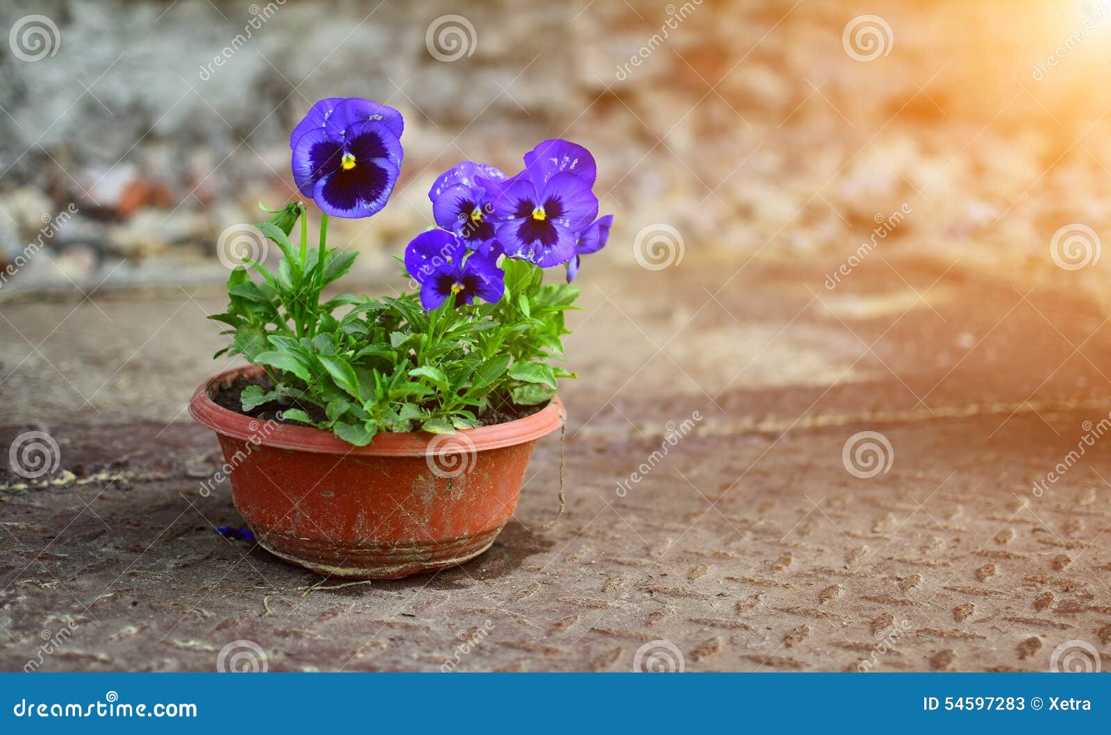 A Bunch of Blue Violets in Pot Stock Image - Image of head, blue: 54597283