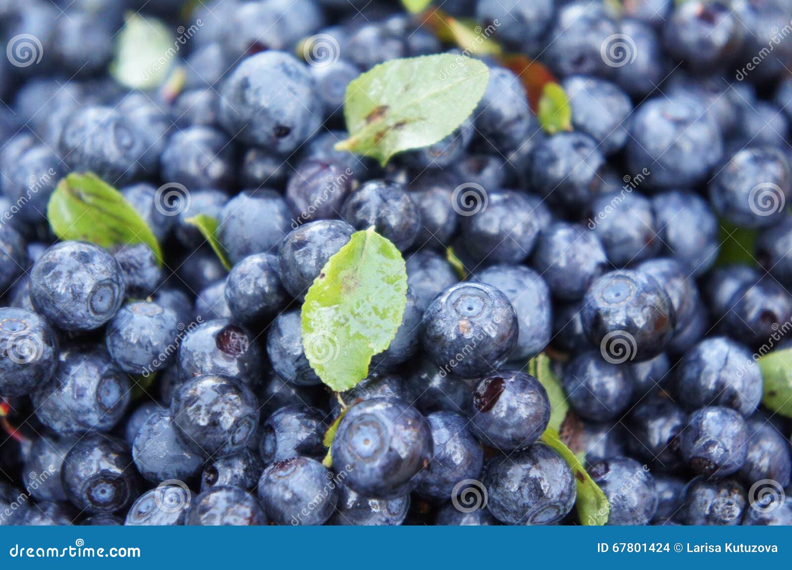 Bunch of blueberries stock photo. Image of healthy, harvest - 67801424