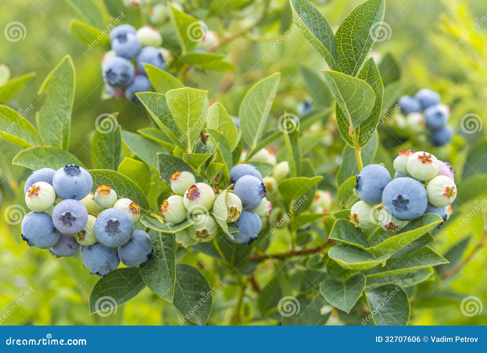 Bunch of a Blueberry Close-up Stock Photo - Image of macro, fruit: 32707606