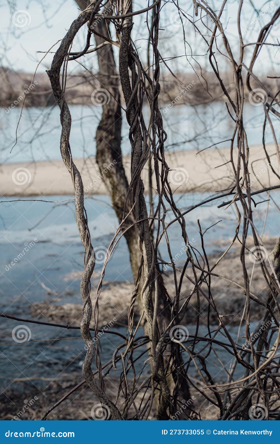 A Bunch of Branches Growing Tangled Together Stock Image - Image of ...