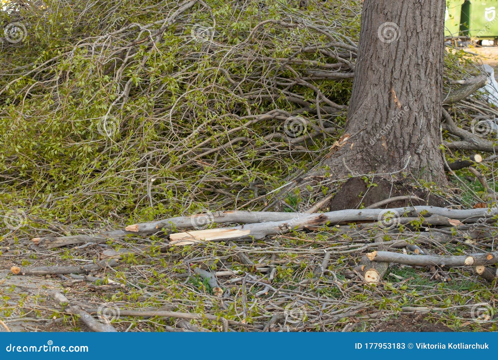 A Bunch of Branches after Pruning a Poplar Tree in Spring Lie on the ...