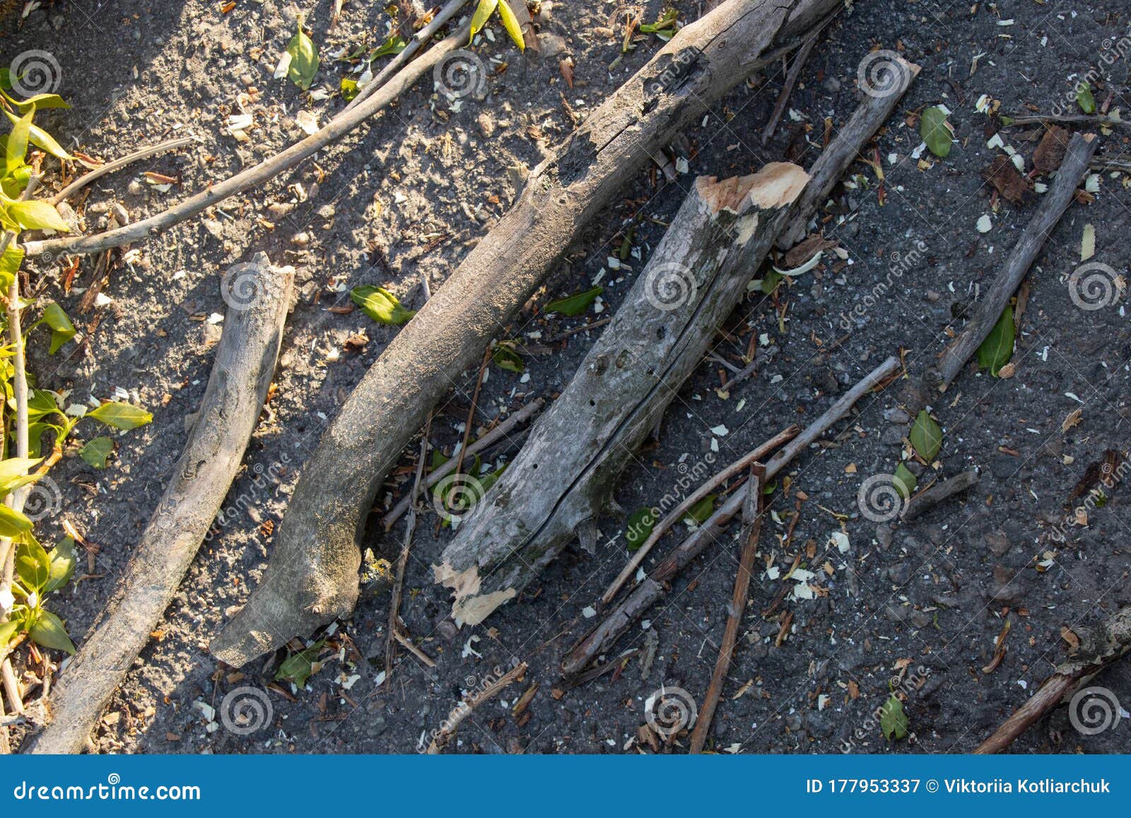 A Bunch of Branches after Pruning a Poplar Tree in Spring Lie on the ...