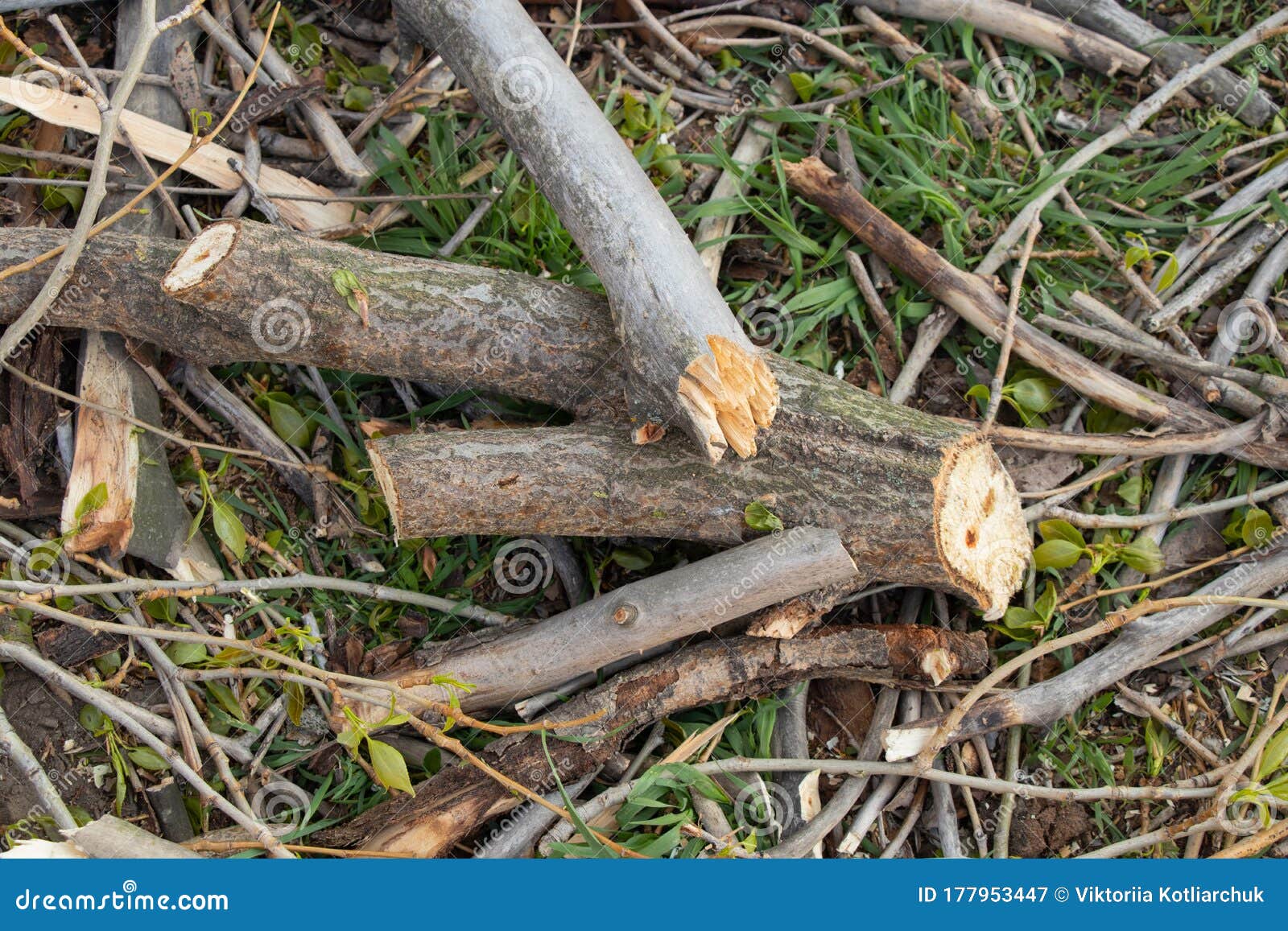 A Bunch of Branches after Pruning a Poplar Tree in Spring Lie on the ...