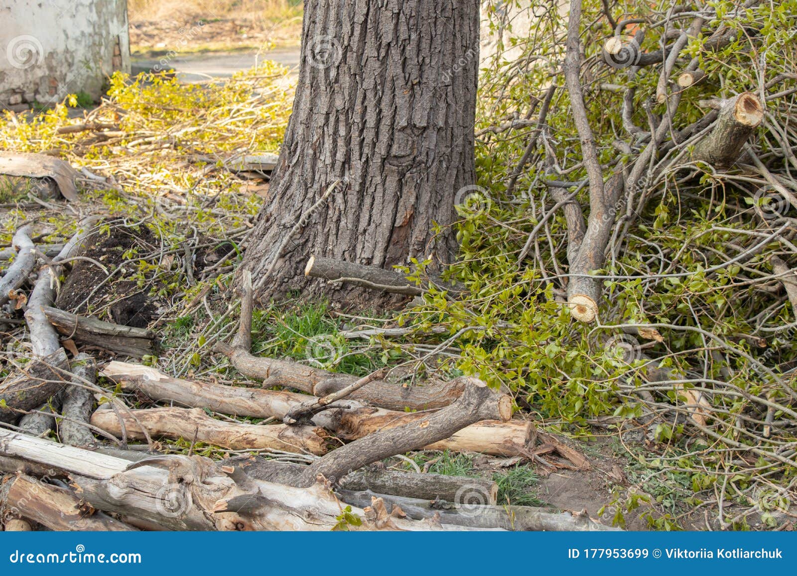 A Bunch of Branches after Pruning a Poplar Tree in Spring Lie on the ...
