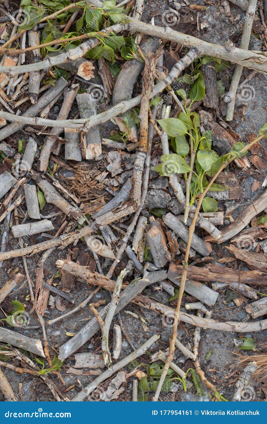 A Bunch of Branches after Pruning a Poplar Tree in Spring Lie on the ...