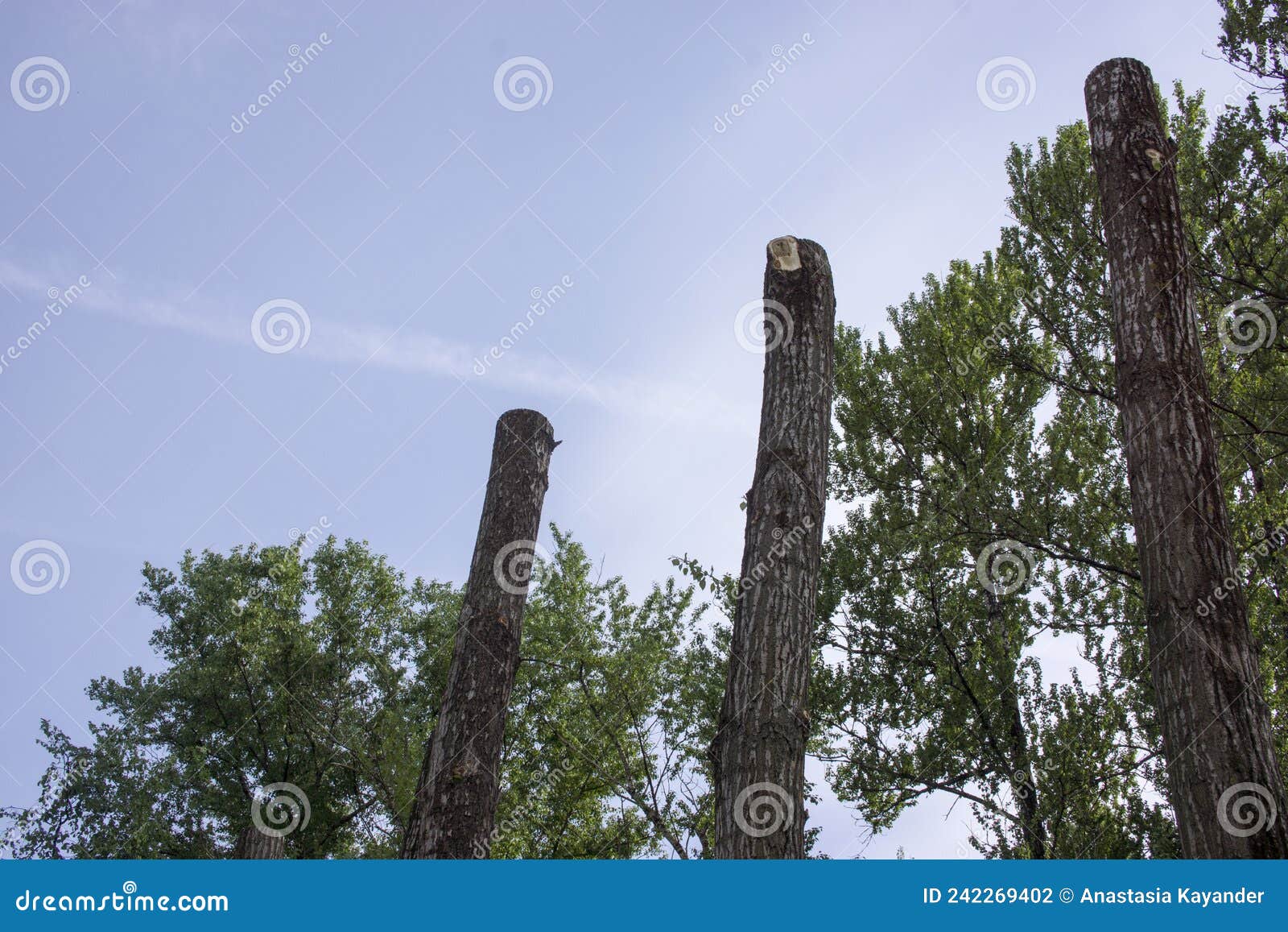 Pruning Trees. Slaughter of a Poplar. Seasonal Pruning of Trees in the ...