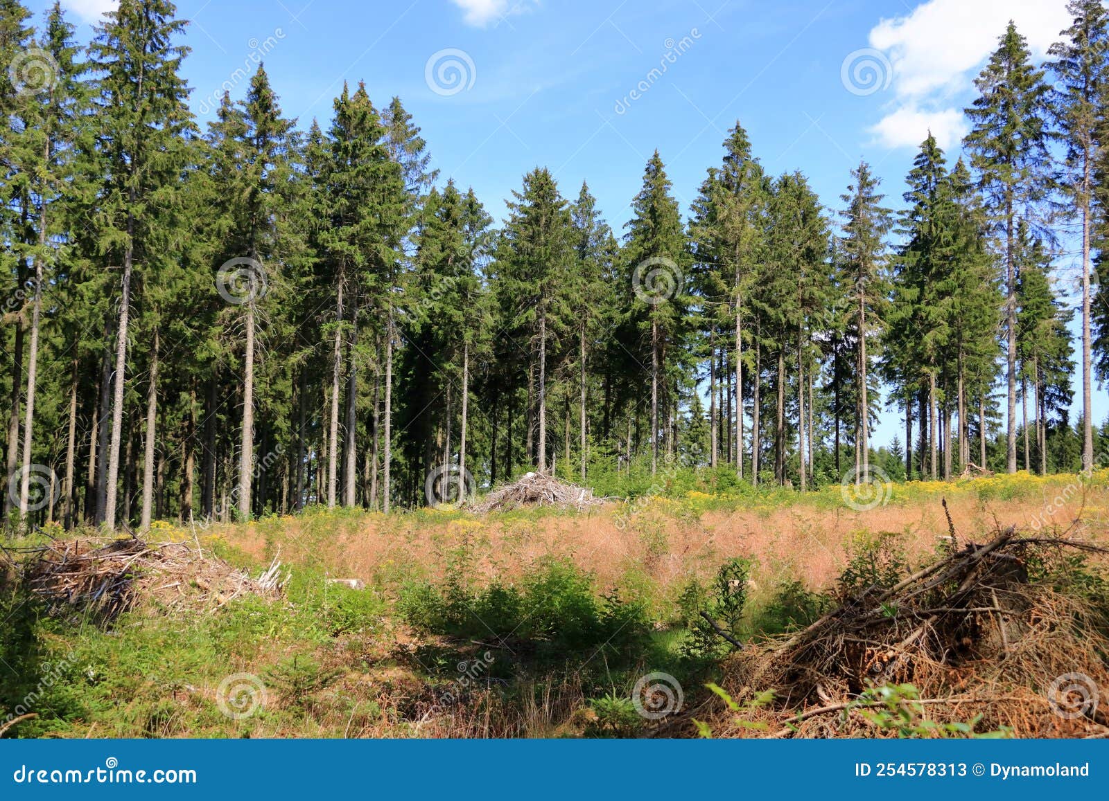 A Bunch of Branches after Pruning the Wood in Spring Lie on the Ground ...