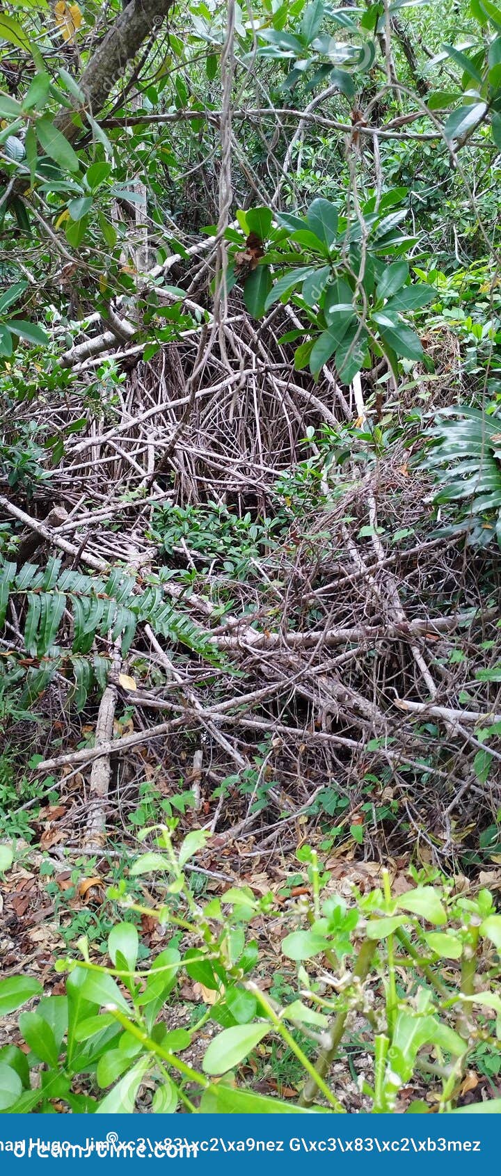 Bunch of Branches in Rainforest Stock Photo - Image of leafs, mexico ...