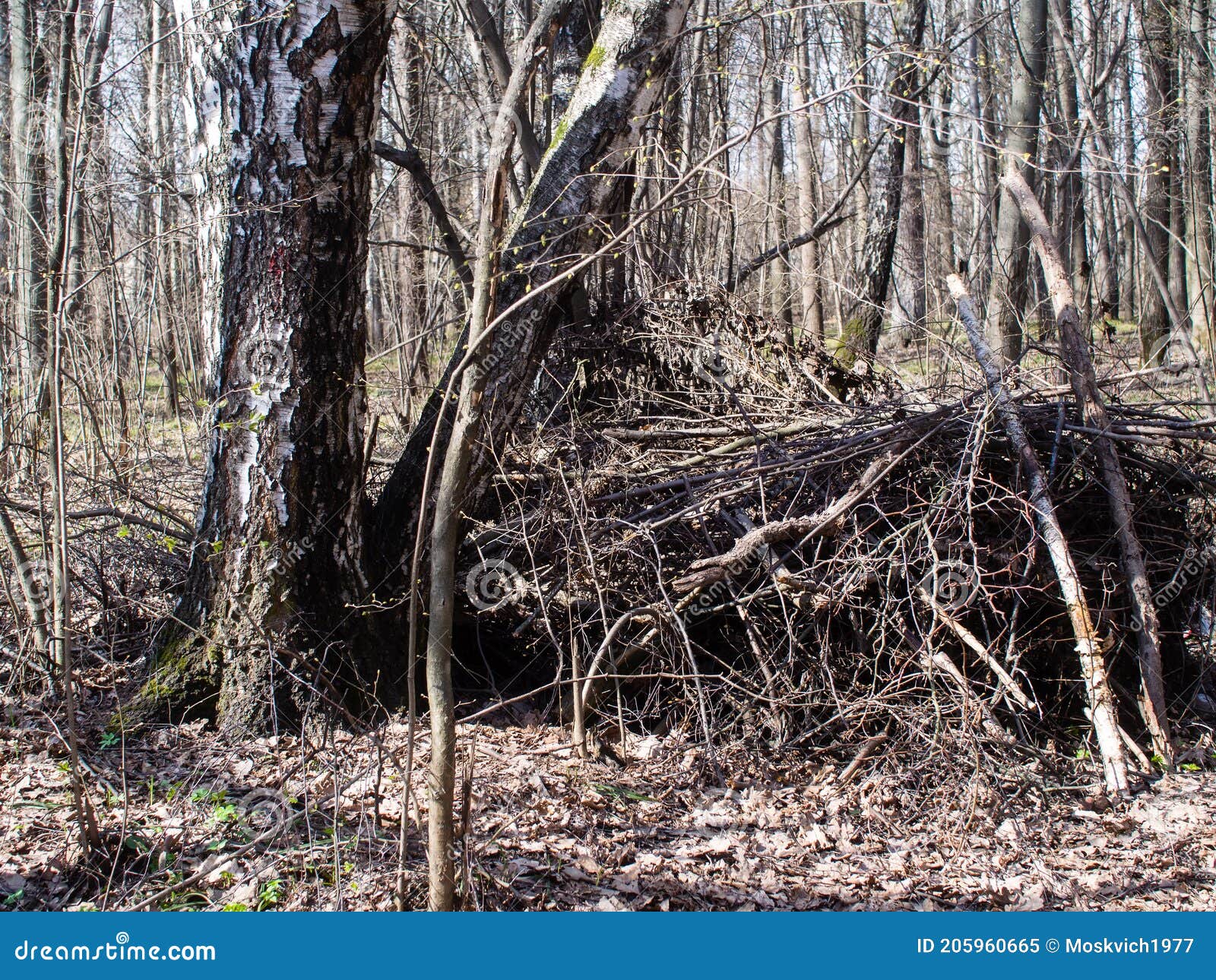 A Bunch of Branches in the Woods in the Spring Stock Image - Image of ...