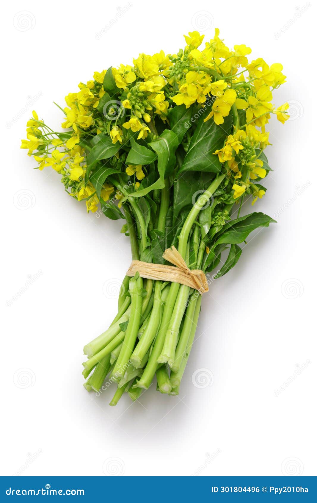 Brassica Rapa Subsp. Pekinensis, Vegetable Field Farm Stock Image ...