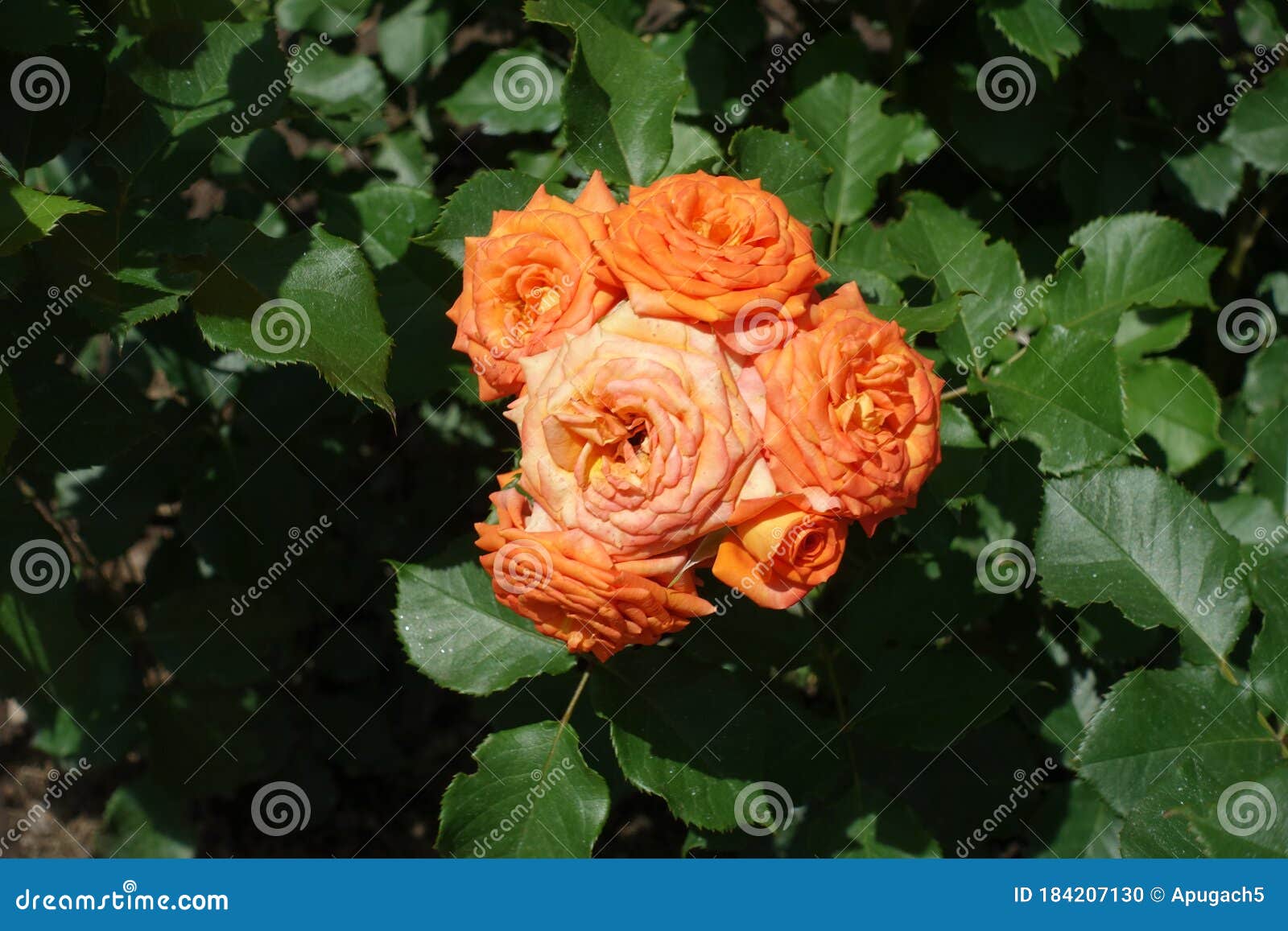 Bunch of Orange Flowers of Rose in June Stock Photo - Image of cultivar ...