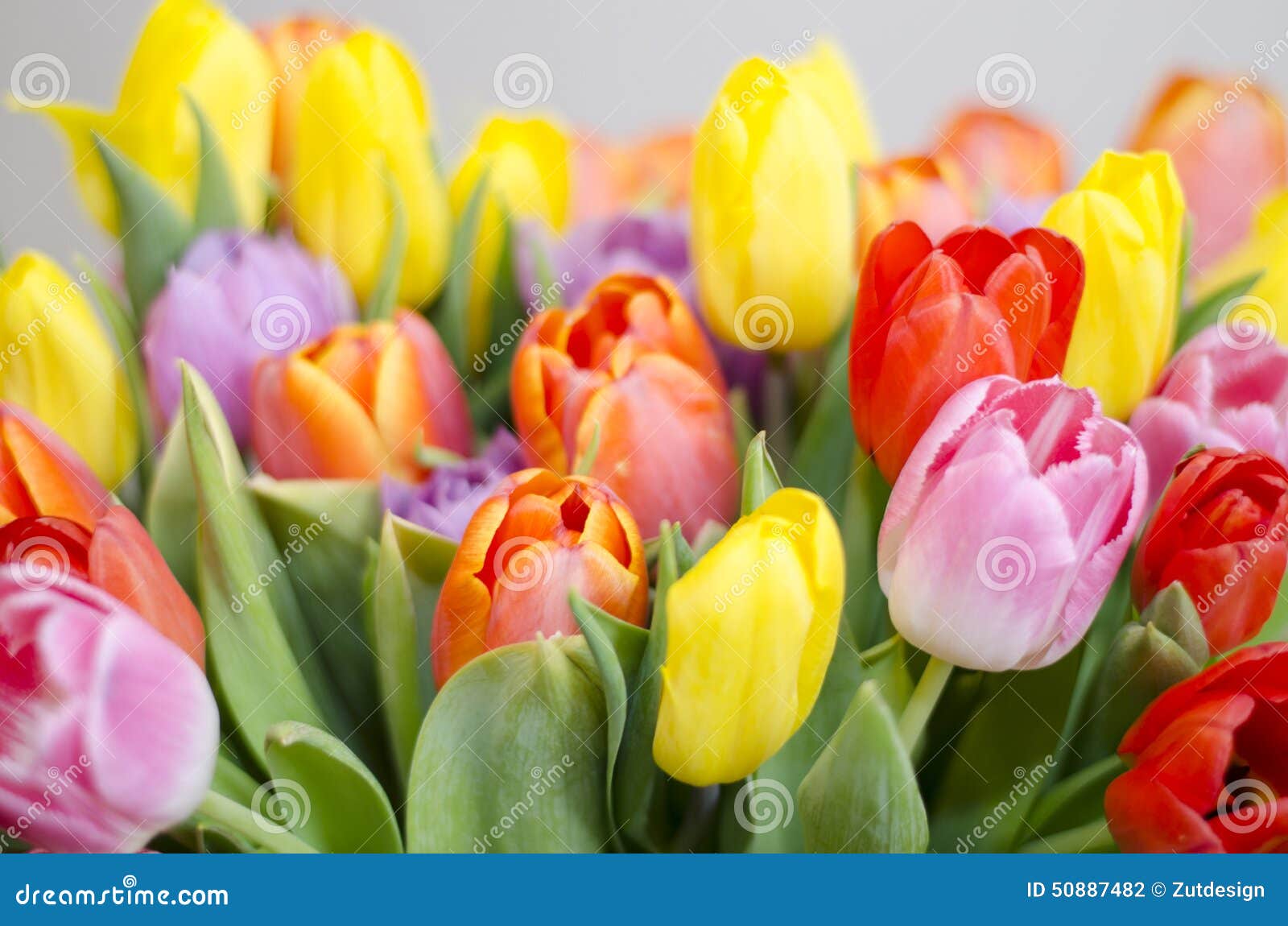 Bunch of bright tulips stock photo. Image of april, colourful - 50887482