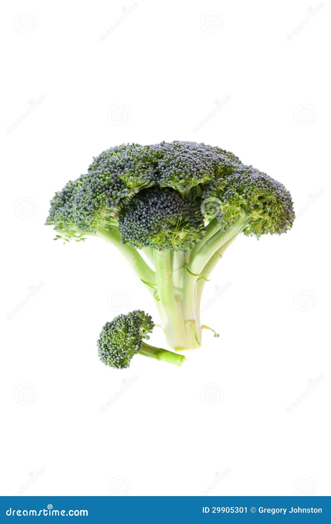 Stalk of broccoli stock image. Image of snack, dieting - 29905301