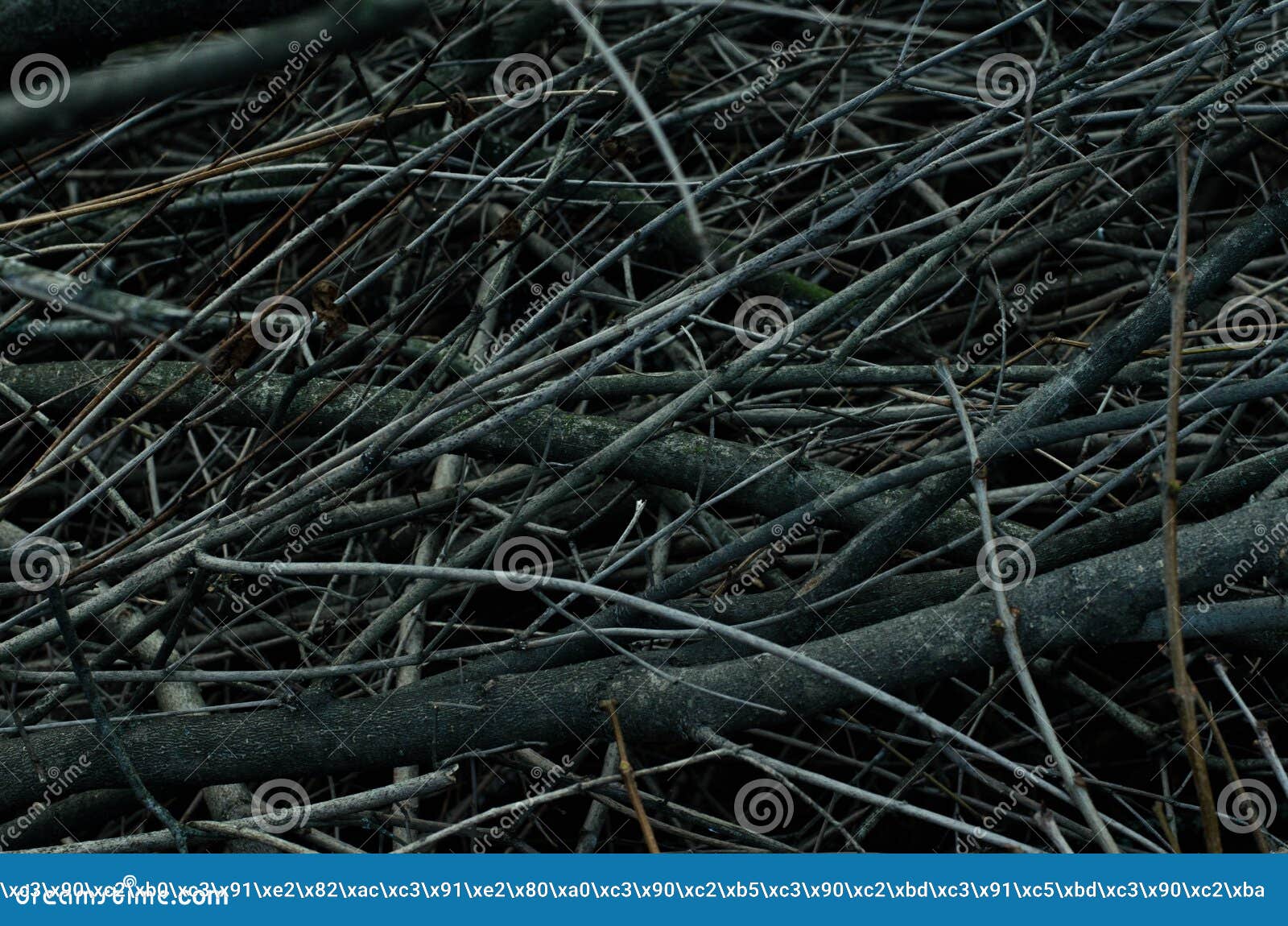 A Bunch of Broken and Twisted Branches. Tree Structure. Felled Wood ...