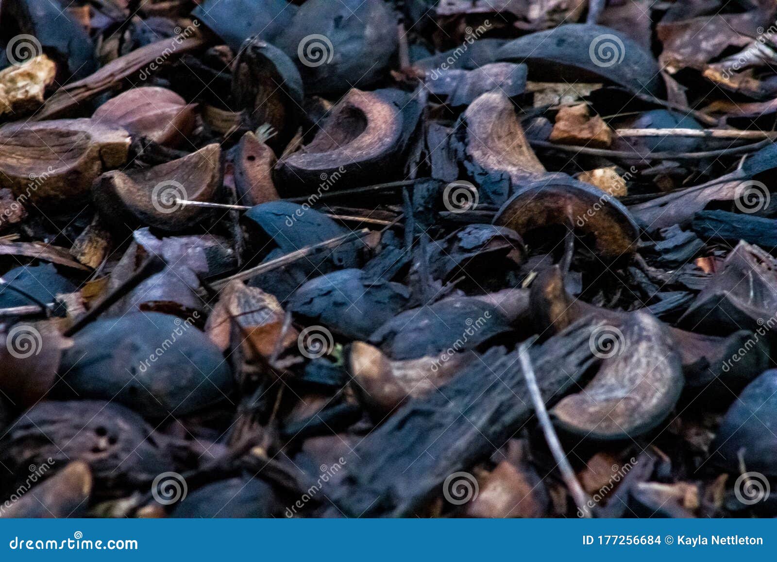 Brown and Black Walnuts Fallen from a Tree Stock Photo - Image of ...