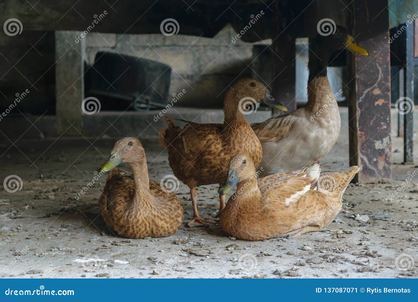 Bunch of Brown Ducks Hiding Under the Table Stock Image - Image of ...
