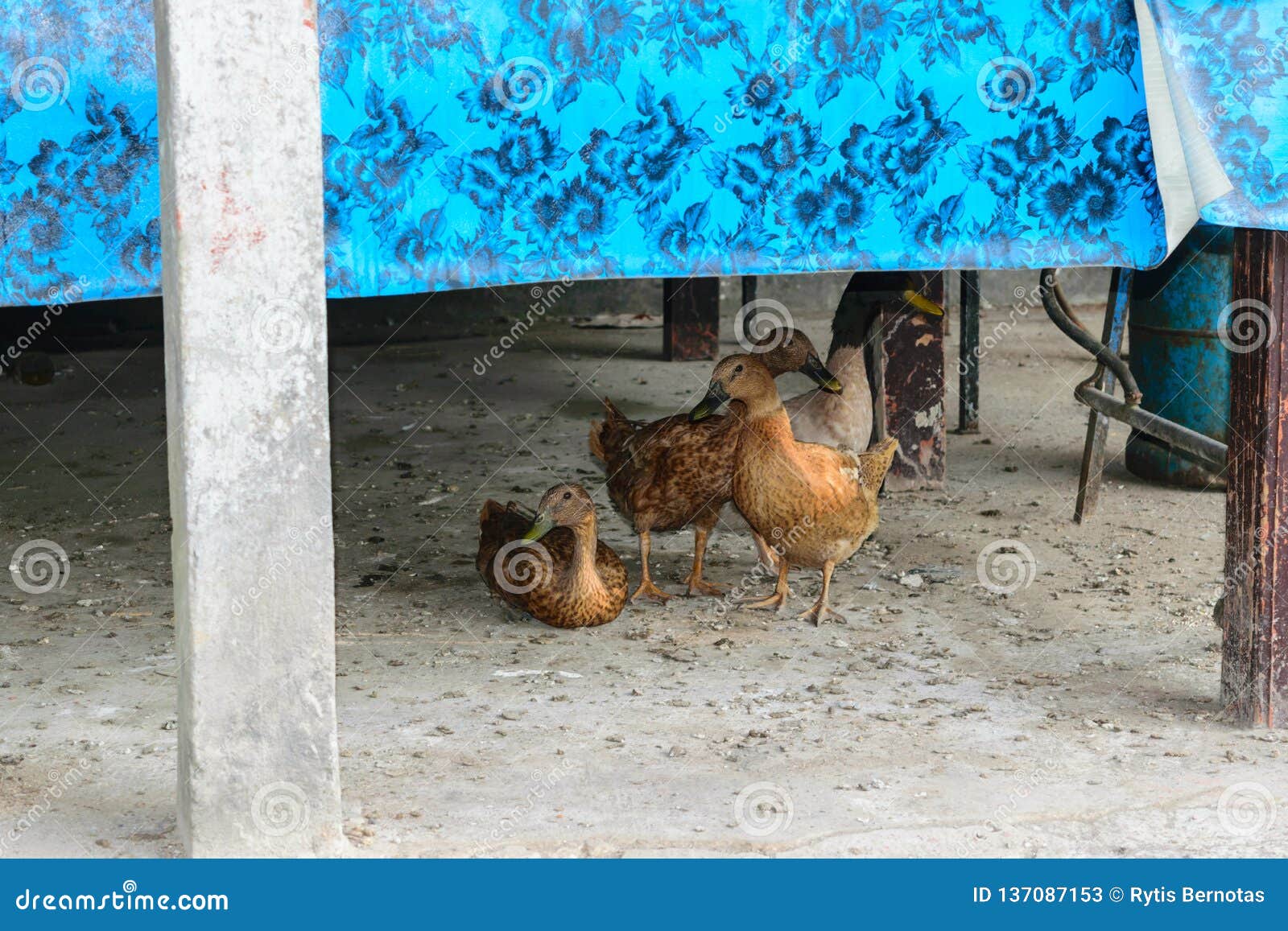 Bunch of Brown Ducks Hiding Under the Table Stock Image - Image of ...