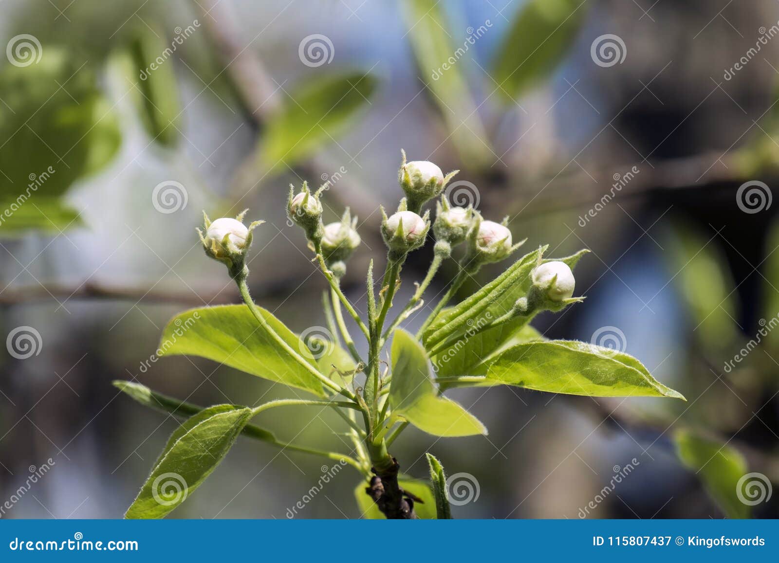 Bunch with Buds of Apple-tree Flowers Stock Image - Image of blossom ...