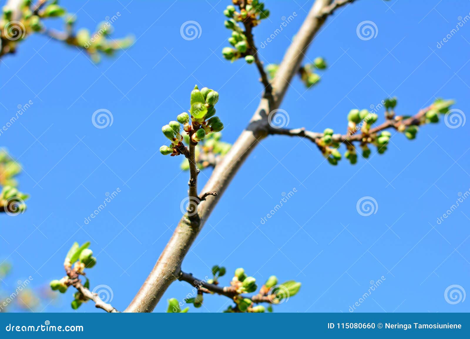 Bunch of Buds on Tree Branch on Sunny Spring Day Stock Photo - Image of ...