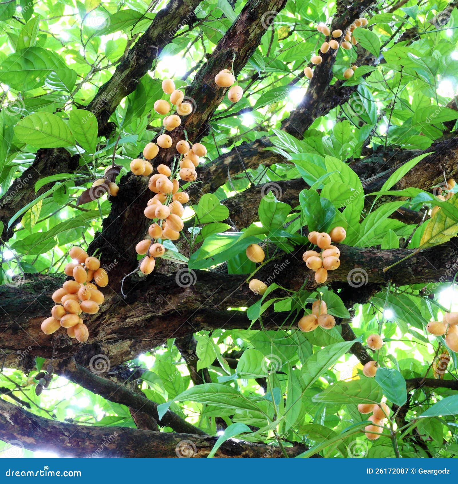 Baccaurea Ramiflora Lour Or Burmese Grape Tree , Mafai In Thai, Sweet ...