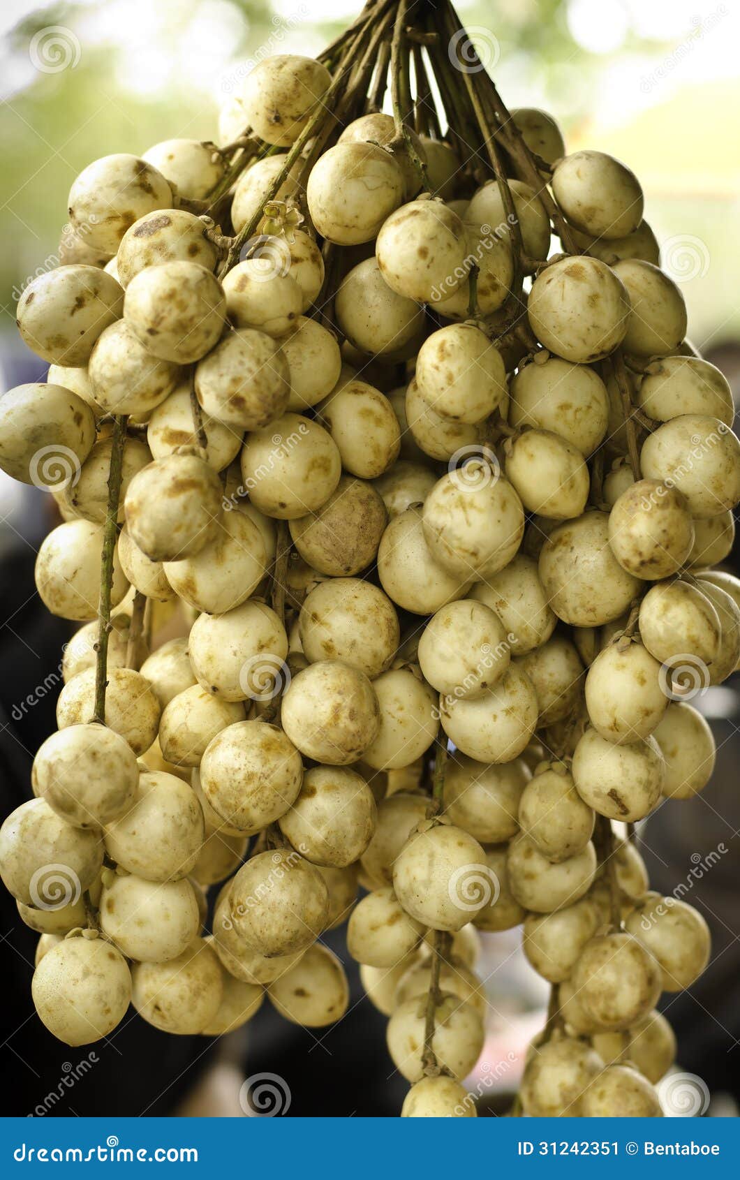 Bunch of Burmese grape stock image. Image of leaf, garden - 31242351