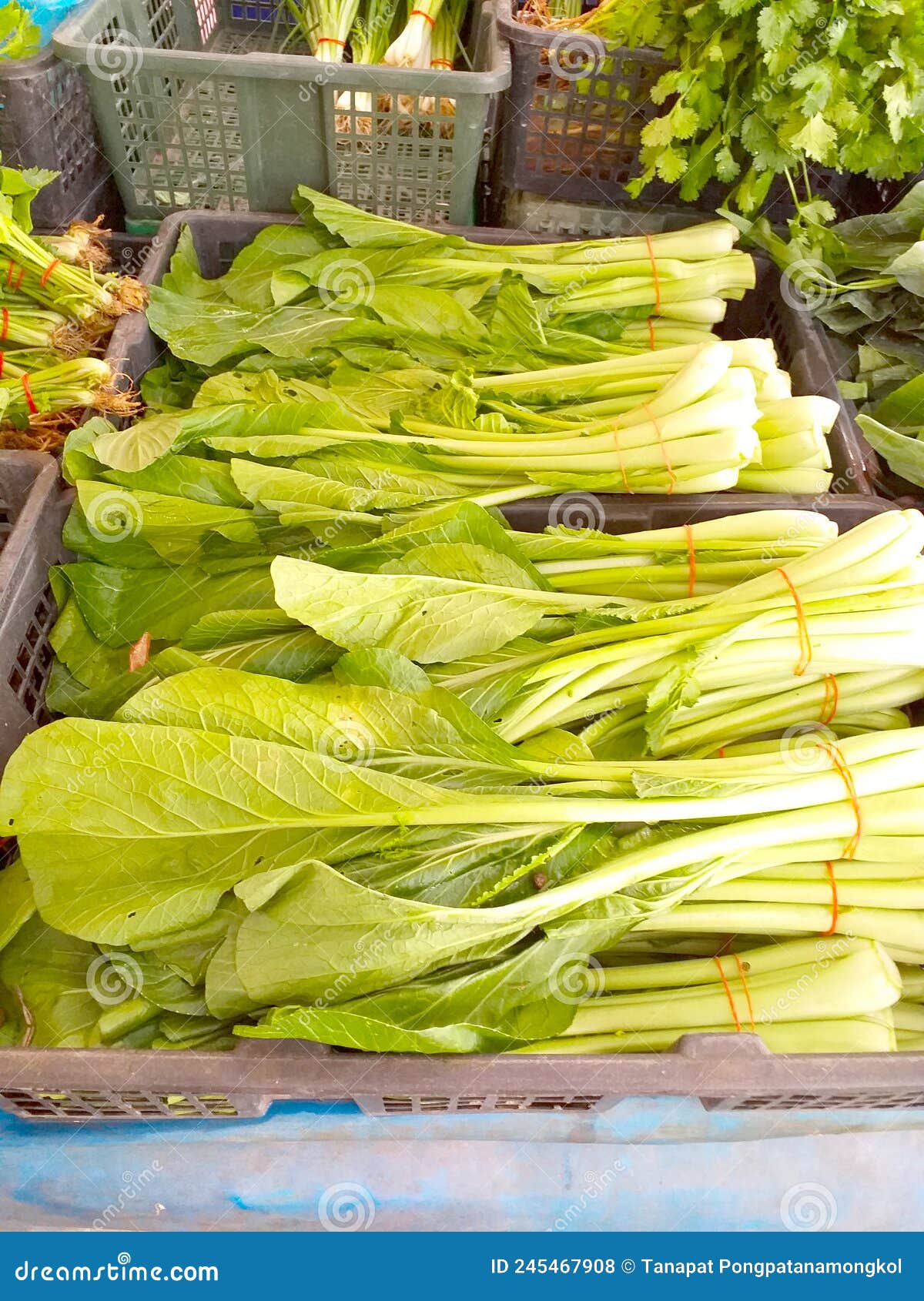 Bunch of Cantonese Vegetables in the Plastic Basket Stock Photo - Image ...