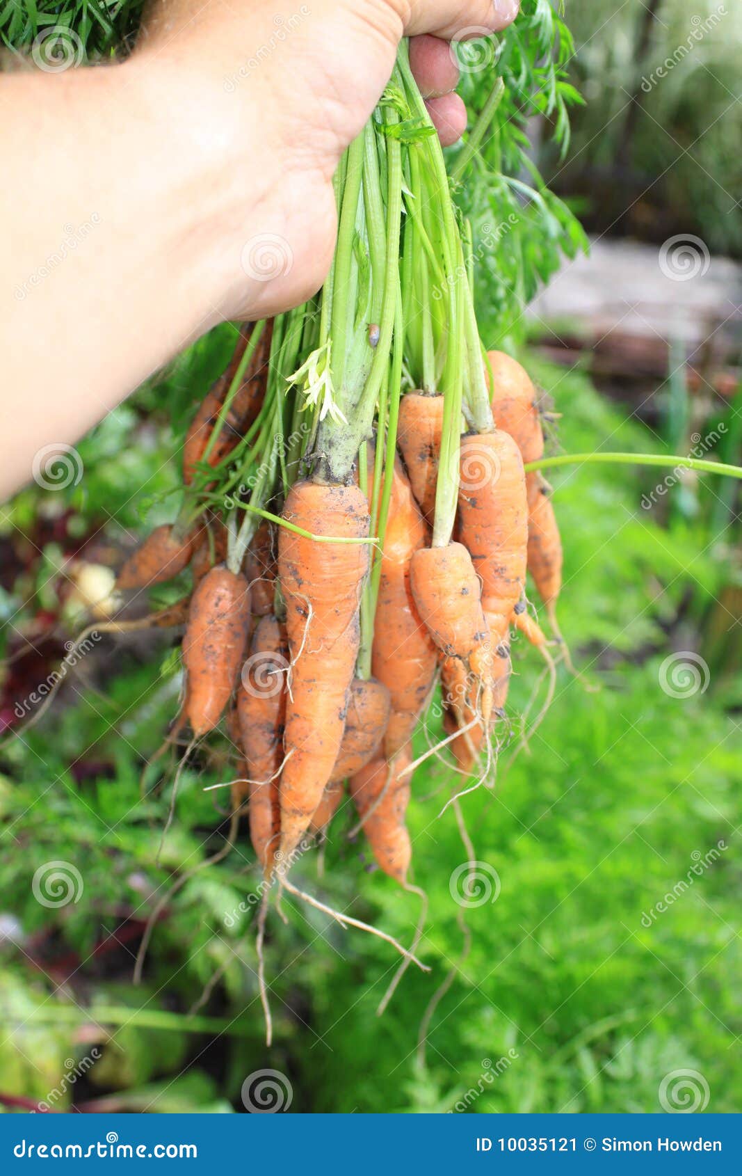 Bunch of Carrots stock image. Image of orange, domestic - 10035121