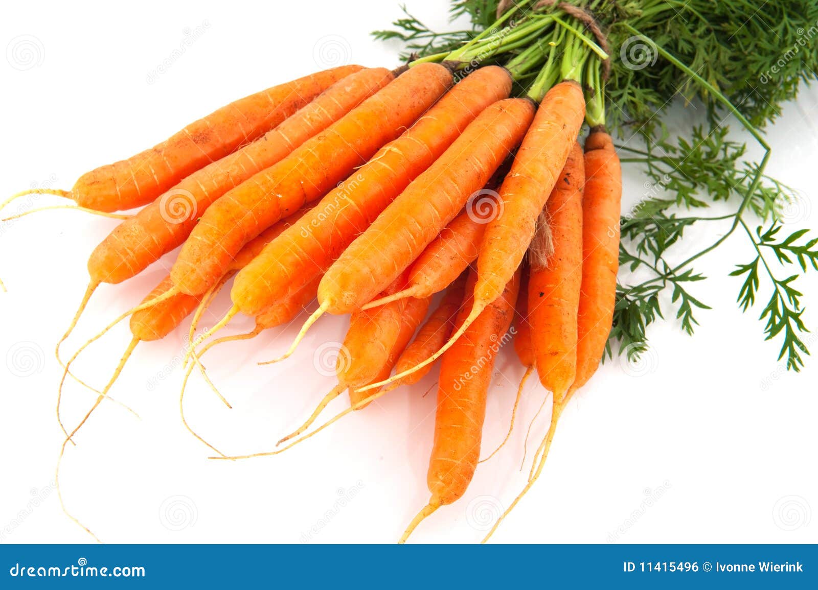 Bunch of carrots stock photo. Image of vitamins, freshness - 11415496